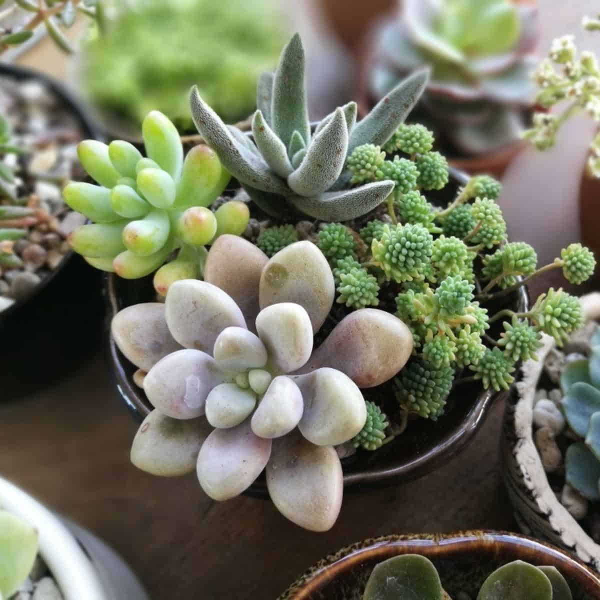 Care Guides - Sublime Succulents