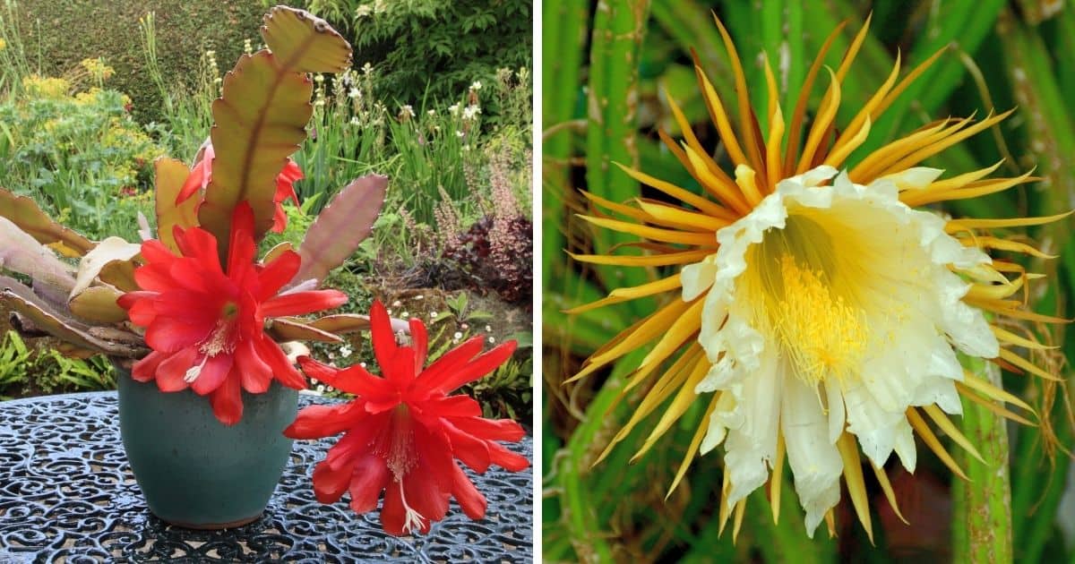 How to Take Care of Epiphyllum - Sublime Succulents