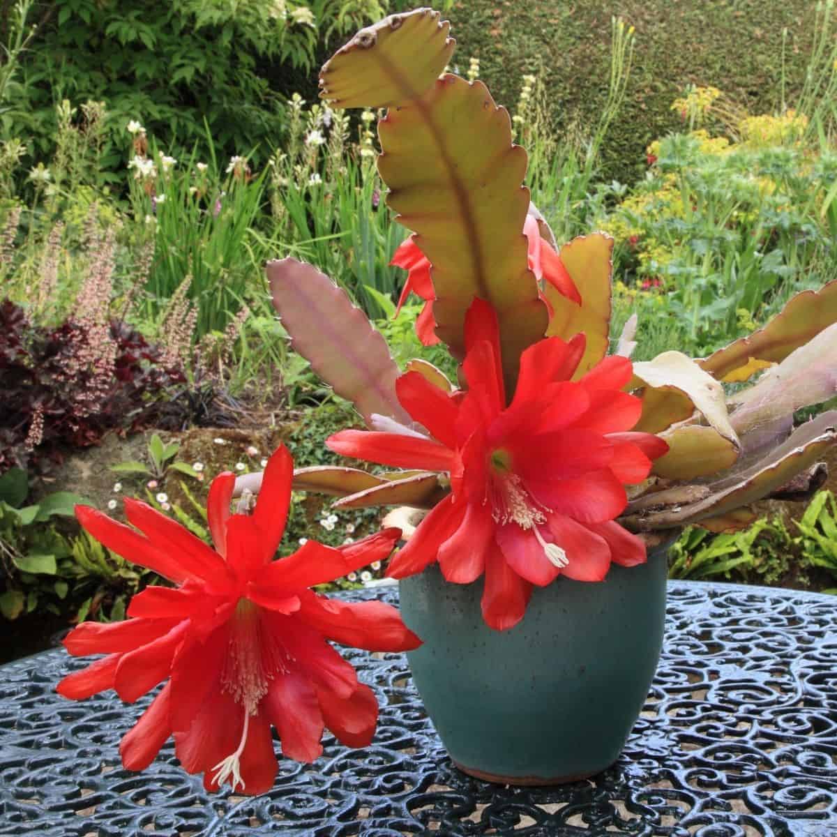 Red Epiphyllum Oxypetalum