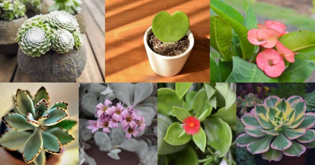 30 Small Succulents for Inside or Outside Your Home - Sublime Succulents