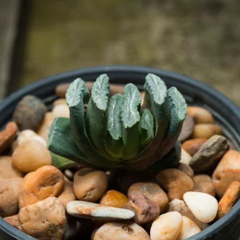 Tiger (or Shark’s) Jaws Succulent Care Guide - Sublime Succulents