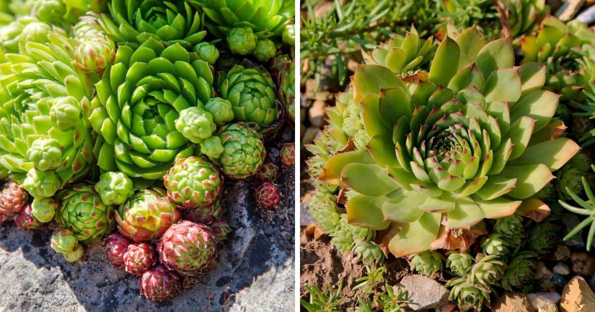 Indoor and Outdoor Succulents: How to Decide What Goes Where - Sublime ...