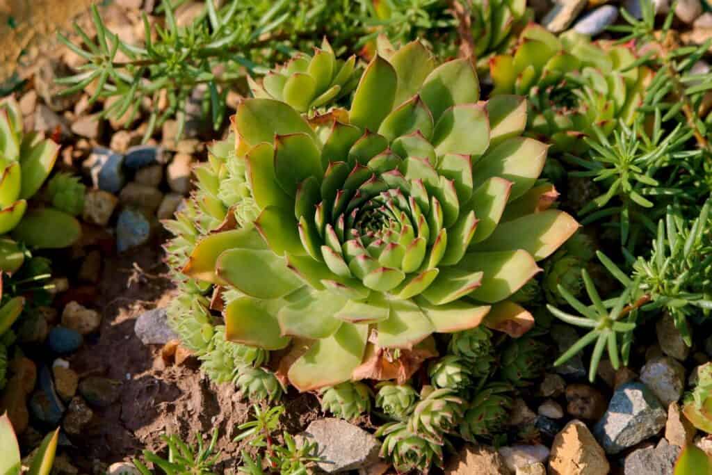 Indoor and Outdoor Succulents: How to Decide What Goes Where - Sublime ...