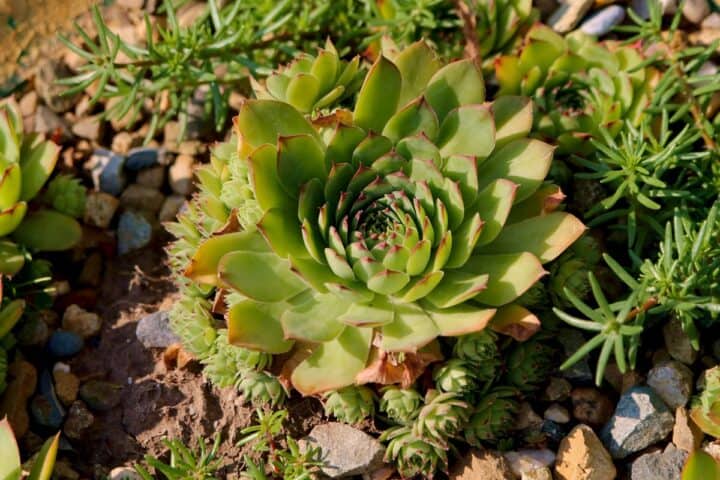 Indoor and Outdoor Succulents: How to Decide What Goes Where - Sublime ...