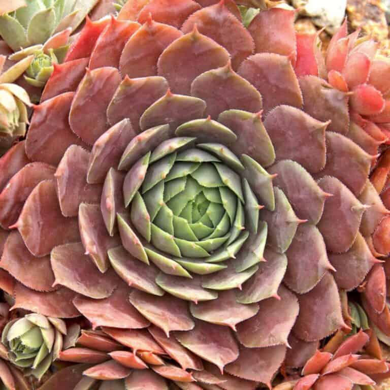 42 Vibrant Purple Succulents - Sublime Succulents
