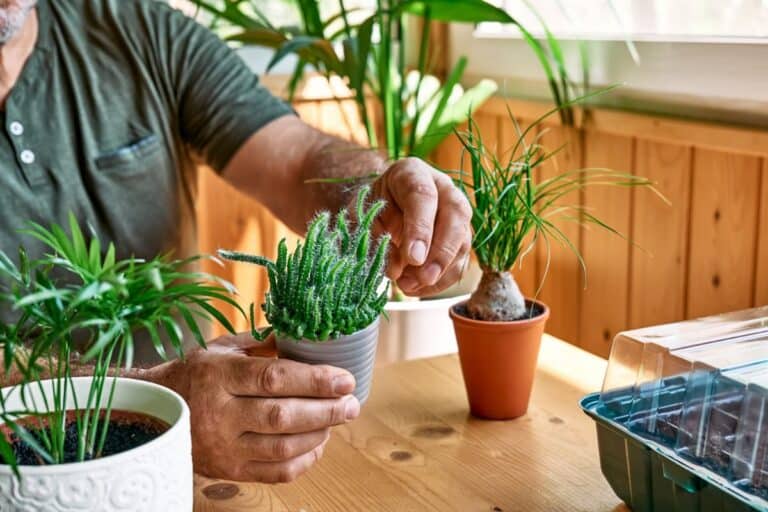How To Trim Cactuses: Step by Step Guide - Sublime Succulents