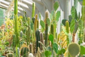 Why You Should Trim Cactuses: Cacti Trimming 101 - Sublime Succulents