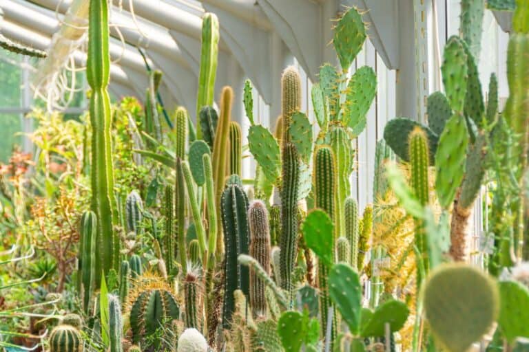 Why You Should Trim Cactuses: Cacti Trimming 101 - Sublime Succulents