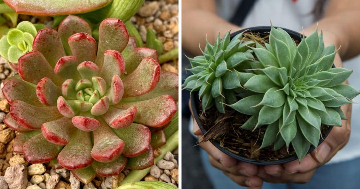 Succulent Nothogenera - Everything You Need to Know - Sublime Succulents
