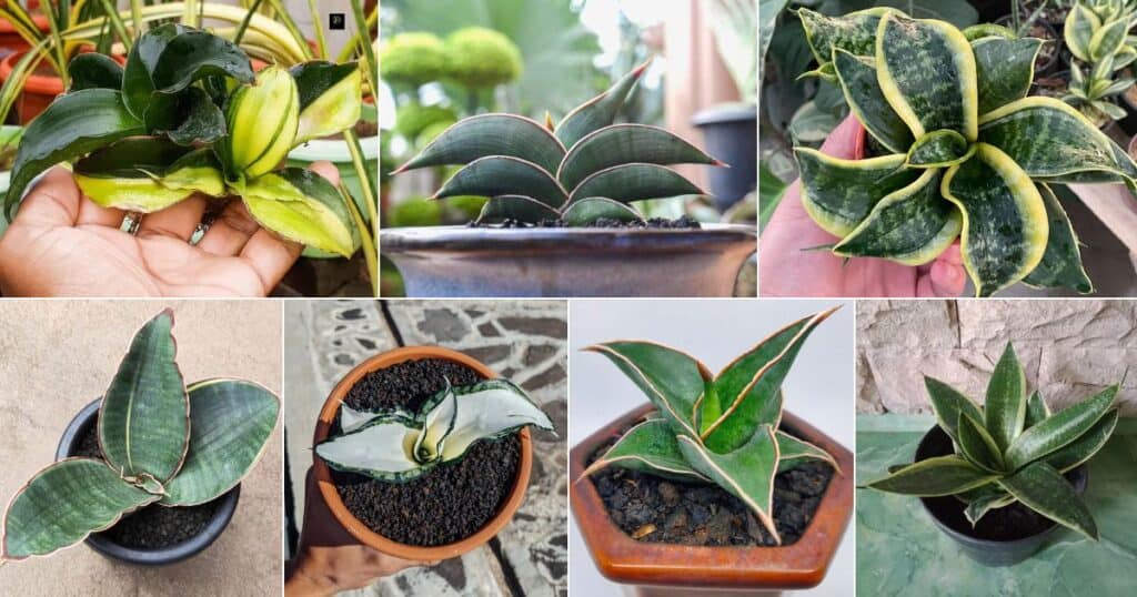 8 Types of Snake Plant - Most Popular Sansevieria Varieties