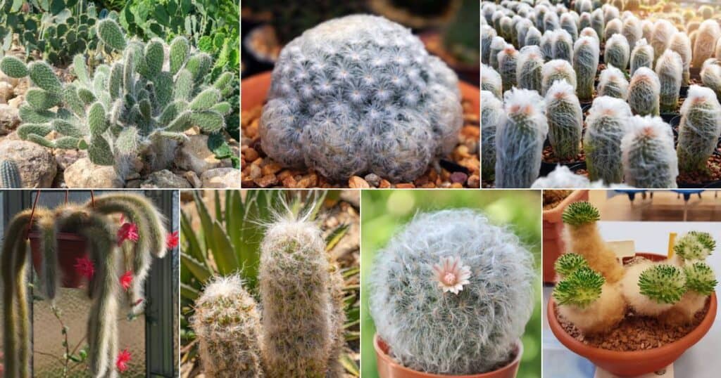 10 of the Fluffiest and Wooliest Cacties - Sublime Succulents