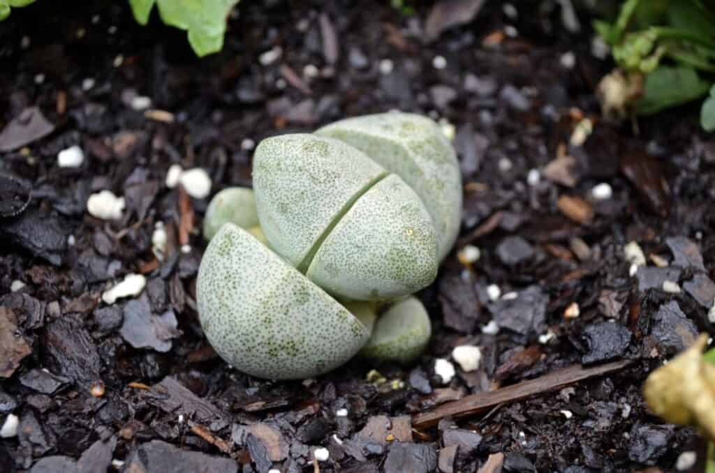 10 Unique Mini Mesembs to Add To Your Garden - Sublime Succulents