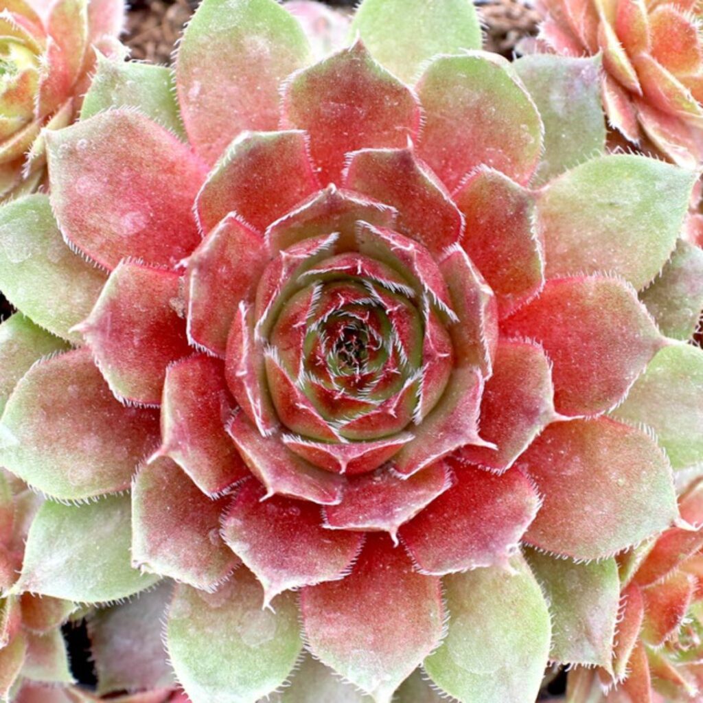 10 Showy Sempervivums for Small Arrangements - Sublime Succulents