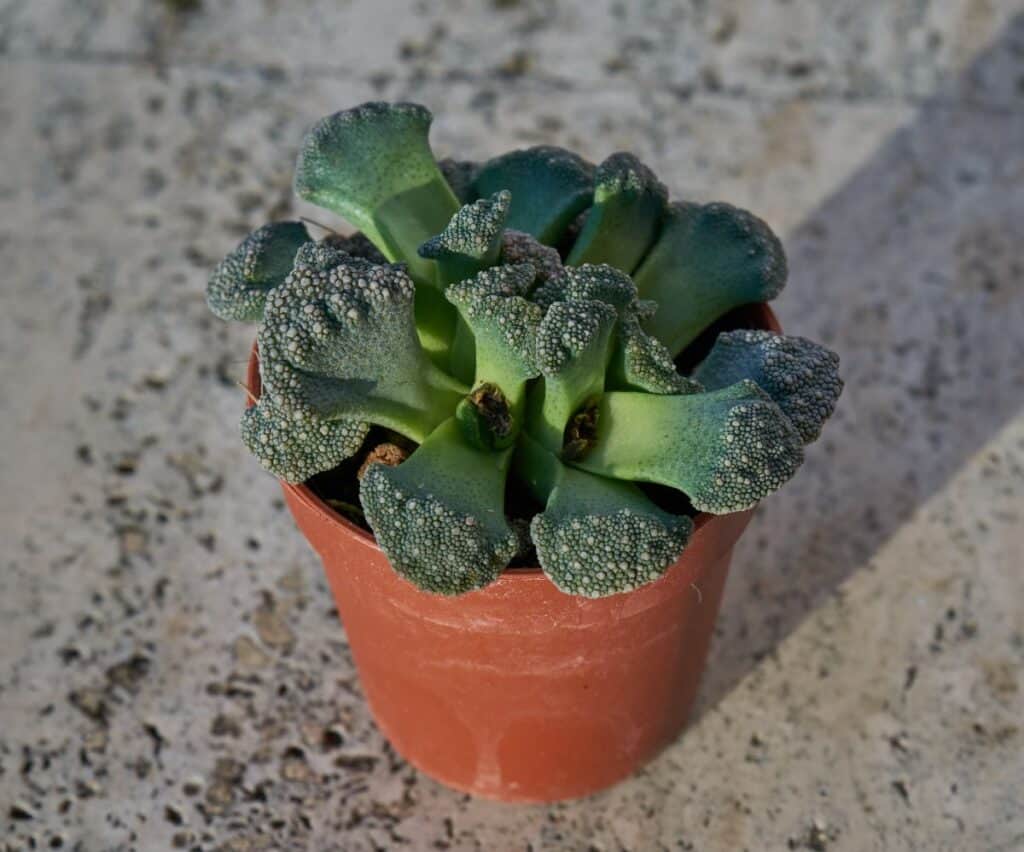 10 Unique Mini Mesembs to Add To Your Garden - Sublime Succulents