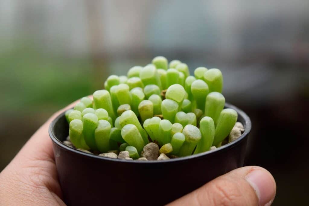 10 Unique Mini Mesembs to Add To Your Garden - Sublime Succulents