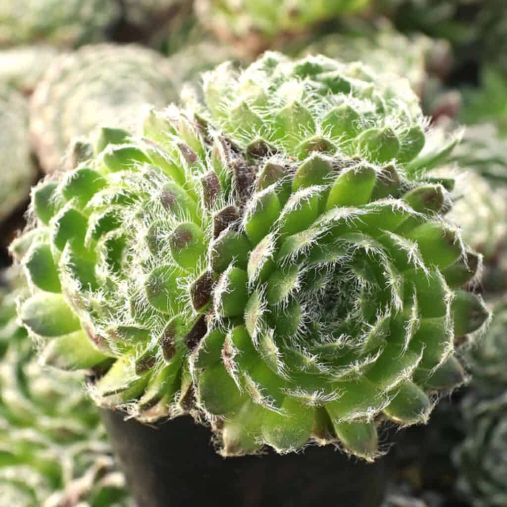10 Showy Sempervivums for Small Arrangements - Sublime Succulents