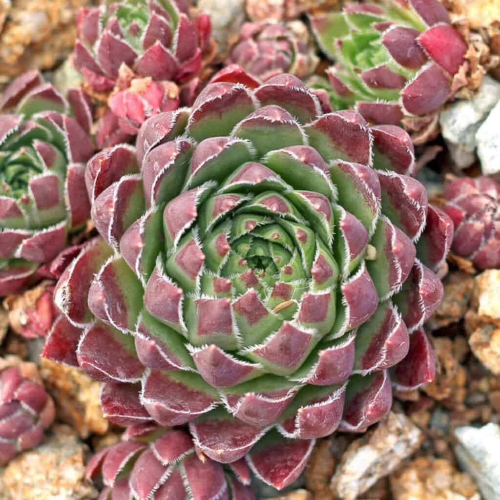 10 Showy Sempervivums for Small Arrangements - Sublime Succulents