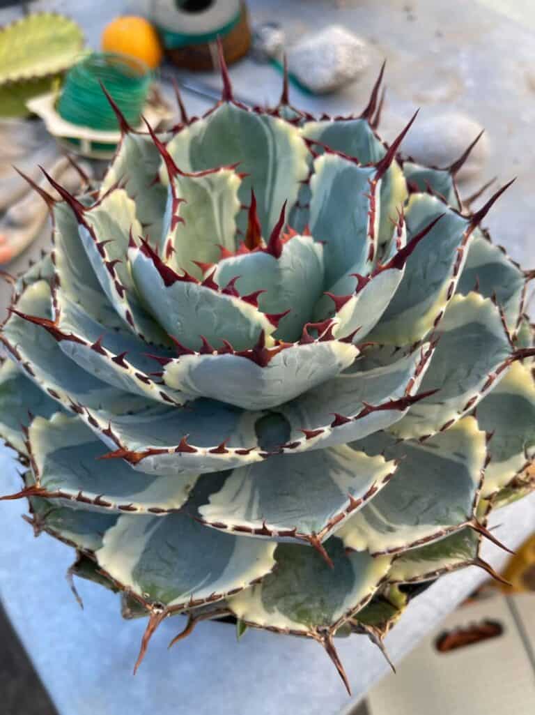 23 Agave Varieties to Adore Indoors and Outdoors - Sublime Succulents