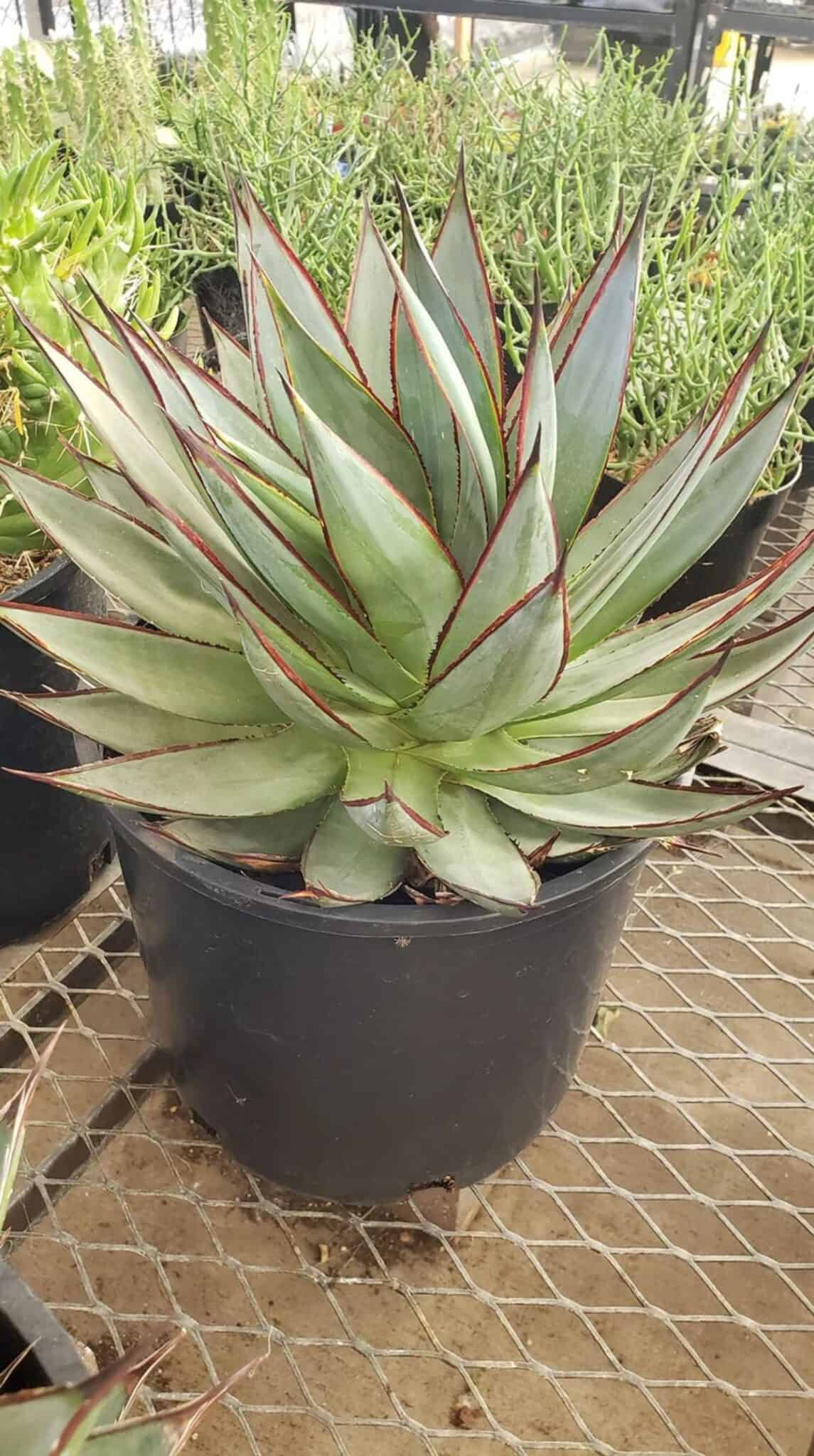 23 Agave Varieties to Adore Indoors and Outdoors - Sublime Succulents