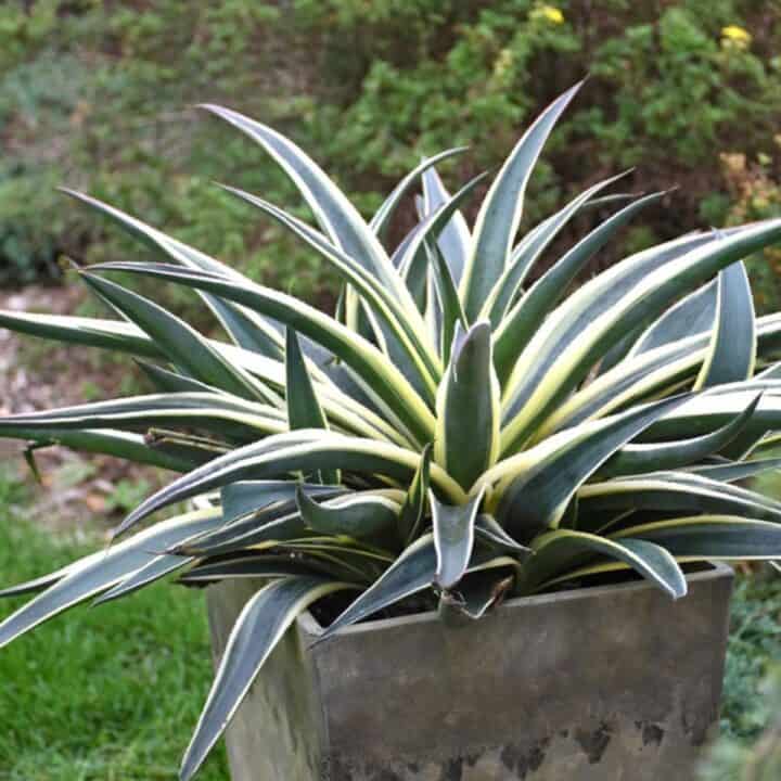 18 Species of Mangave for Your Collection - Sublime Succulents
