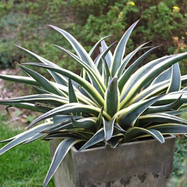 18 Species of Mangave for Your Collection - Sublime Succulents