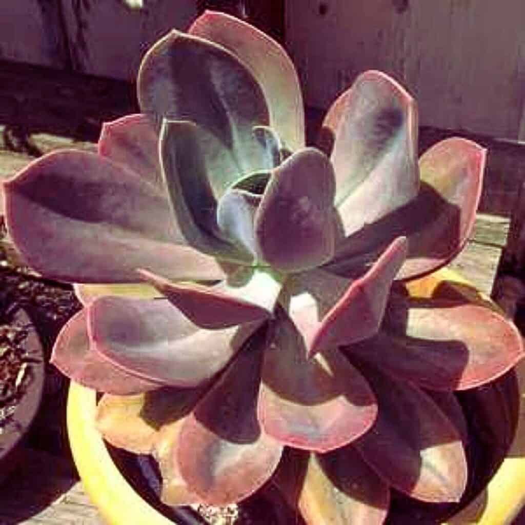 16 Top Graptoveria Varieties Everyone Loves - Sublime Succulents