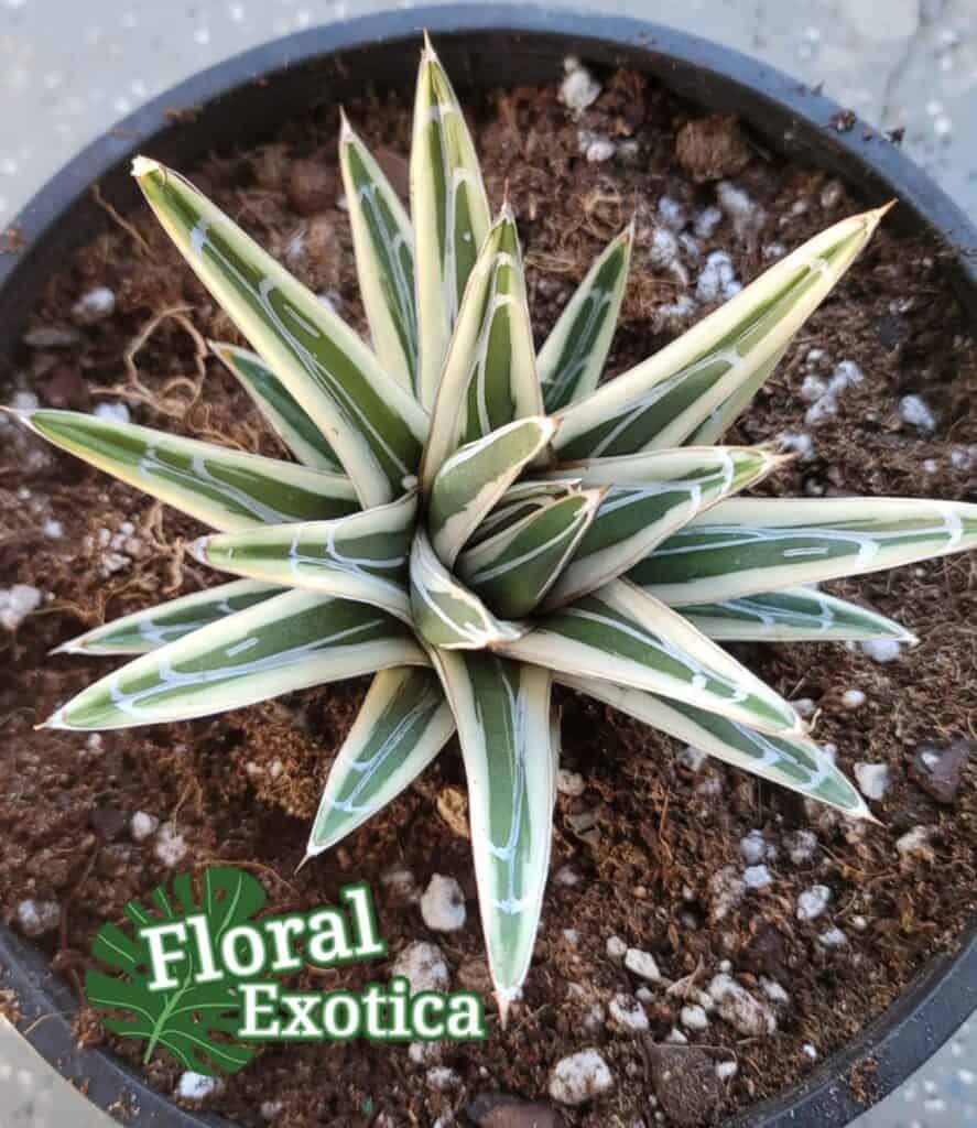 23 Agave Varieties to Adore Indoors and Outdoors - Sublime Succulents