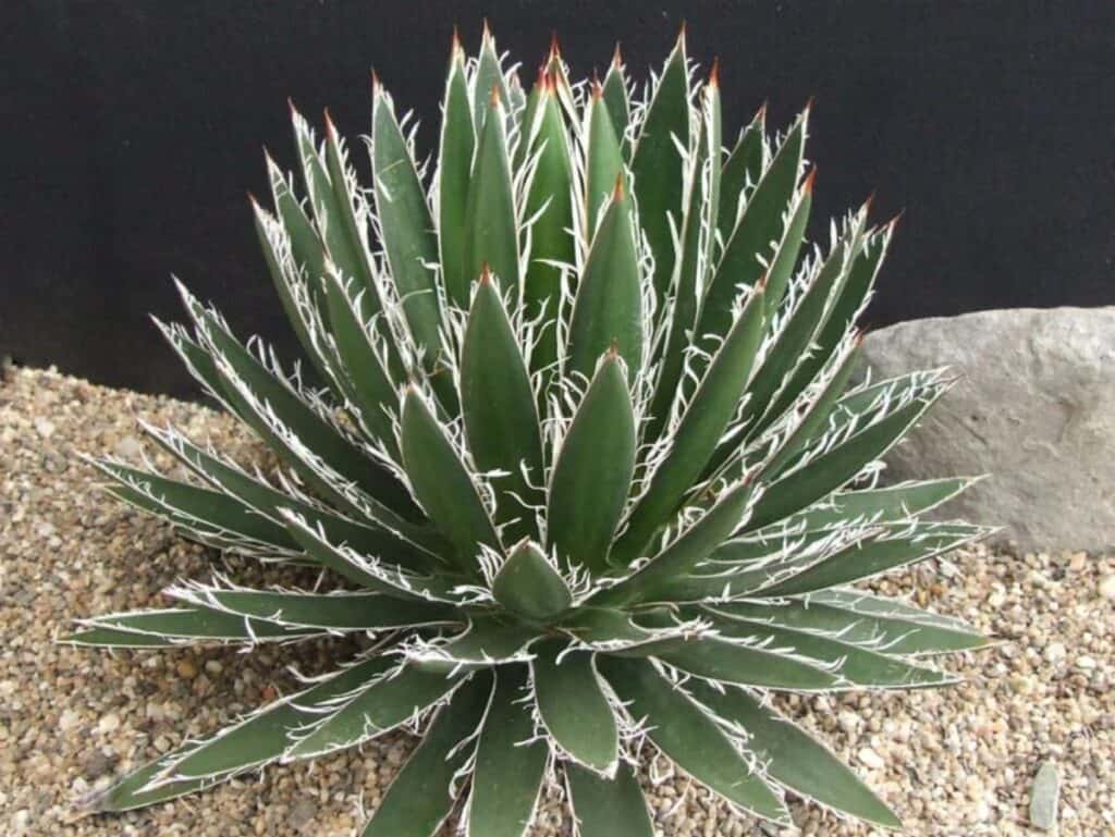 23 Agave Varieties to Adore Indoors and Outdoors - Sublime Succulents