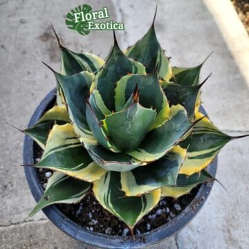 23 Agave Varieties to Adore Indoors and Outdoors - Sublime Succulents