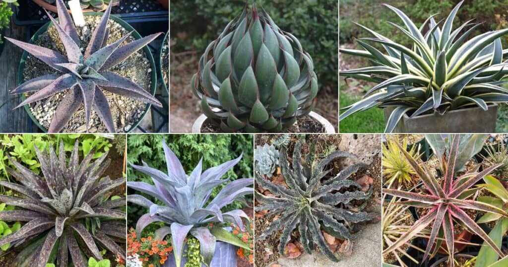 18 Species of Mangave for Your Collection - Sublime Succulents