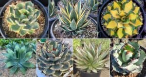 23 Agave Varieties to Adore Indoors and Outdoors - Sublime Succulents