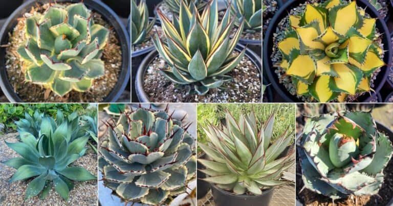 23 Agave Varieties to Adore Indoors and Outdoors - Sublime Succulents