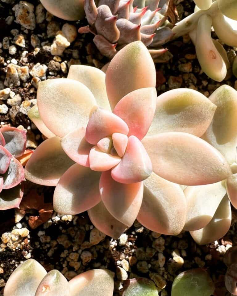 16 Top Graptoveria Varieties Everyone Loves - Sublime Succulents