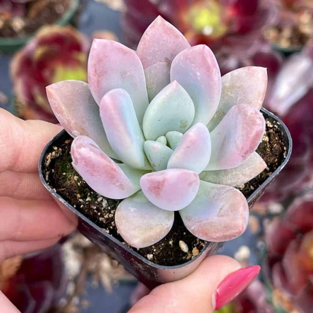 16 Top Graptoveria Varieties Everyone Loves - Sublime Succulents