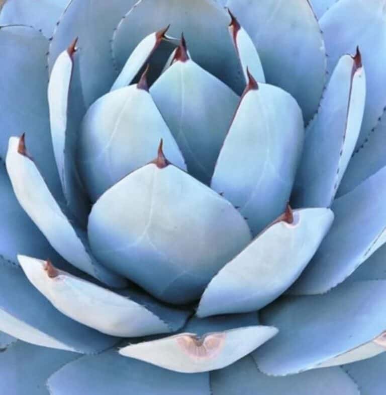 23 Agave Varieties to Adore Indoors and Outdoors - Sublime Succulents