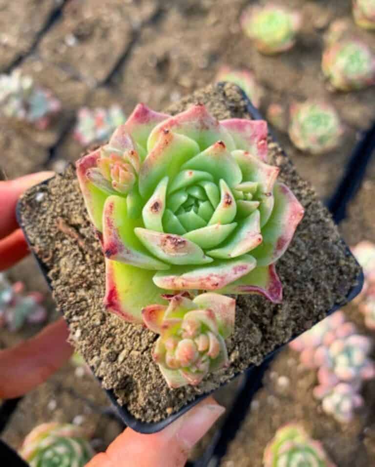 16 Top Graptoveria Varieties Everyone Loves - Sublime Succulents