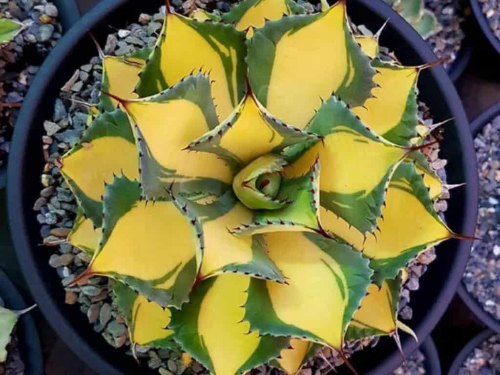 23 Agave Varieties to Adore Indoors and Outdoors - Sublime Succulents