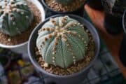 6 Astrophytum Species + 10 of Their Wildest Variants - Sublime Succulents