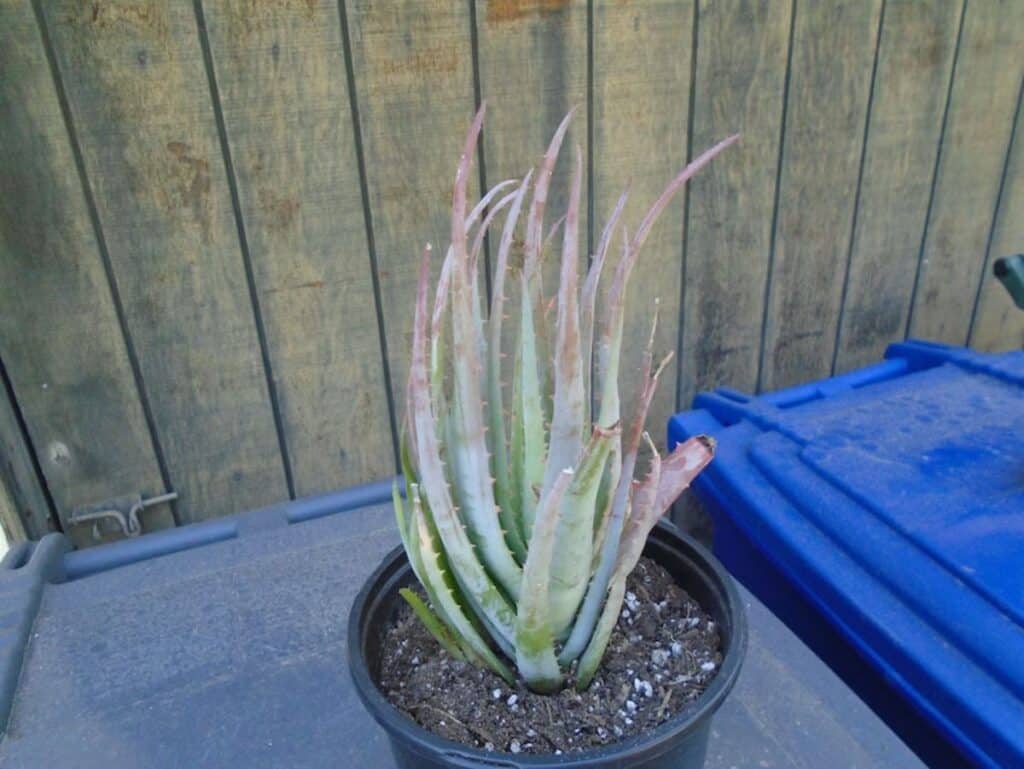 24 Amazing Aloe: Trees, Shrubs, and Groundcover, Oh my! - Sublime ...
