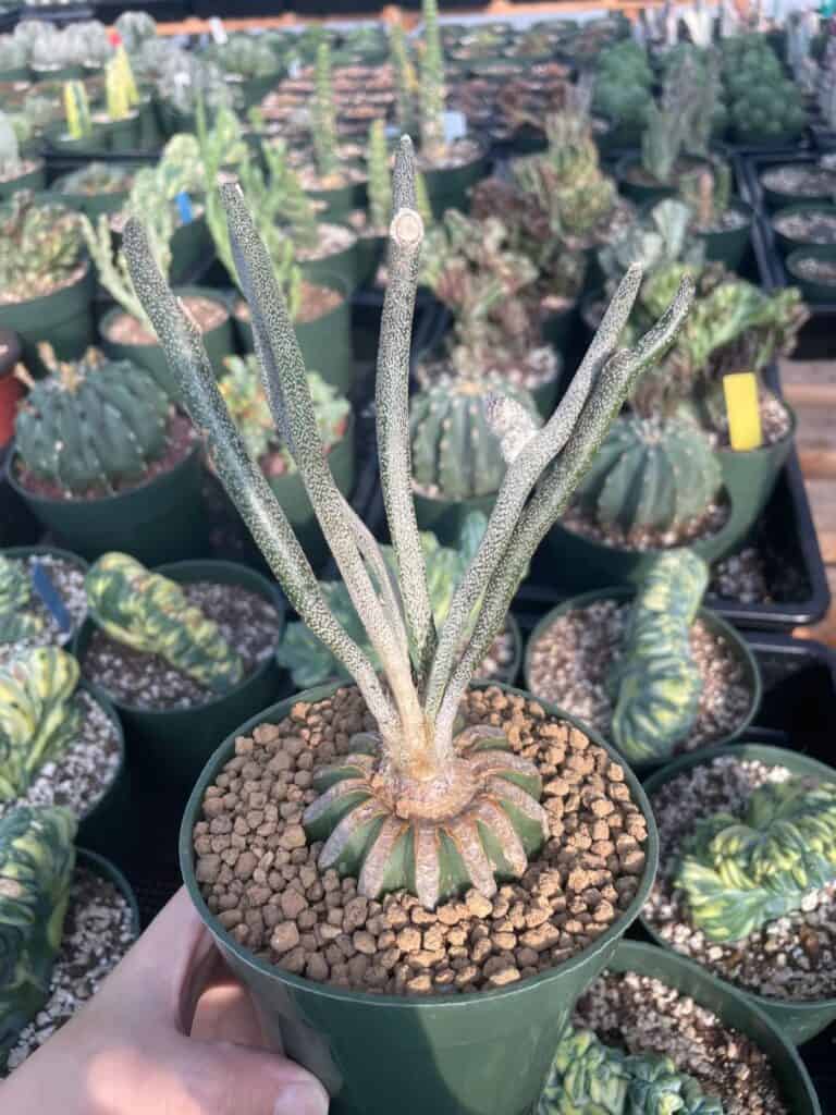6 Astrophytum Species + 10 of Their Wildest Variants - Sublime Succulents
