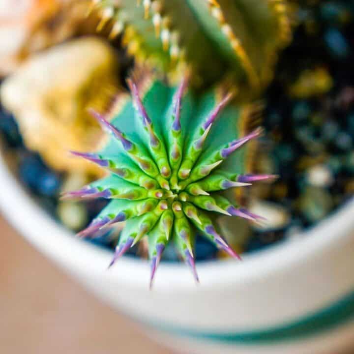 11 Happy Hoodia Varieties for Your Collection - Sublime Succulents