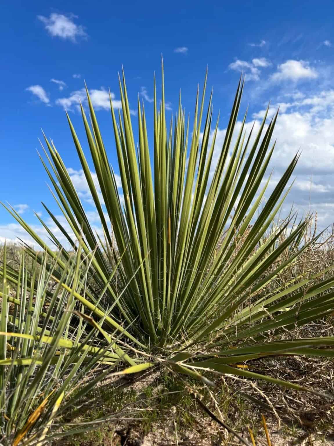 23 Yucca Shrubs and Trees for Shade and Exotic Landscaping - Sublime ...