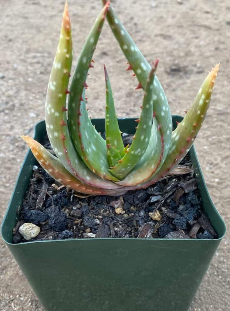 24 Amazing Aloe: Trees, Shrubs, and Groundcover, Oh my! - Sublime ...