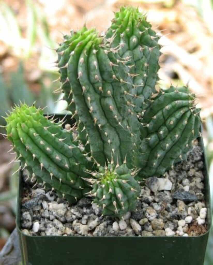 11 Happy Hoodia Varieties for Your Collection - Sublime Succulents