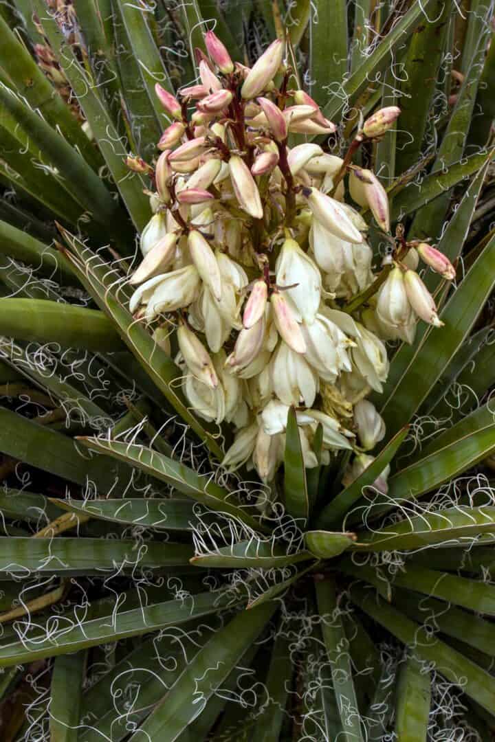 23 Yucca Shrubs and Trees for Shade and Exotic Landscaping - Sublime ...