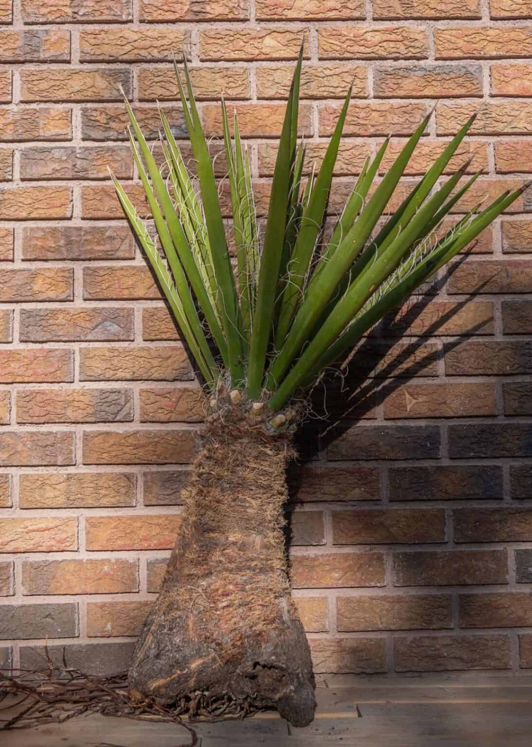 23 Yucca Shrubs and Trees for Shade and Exotic Landscaping - Sublime ...