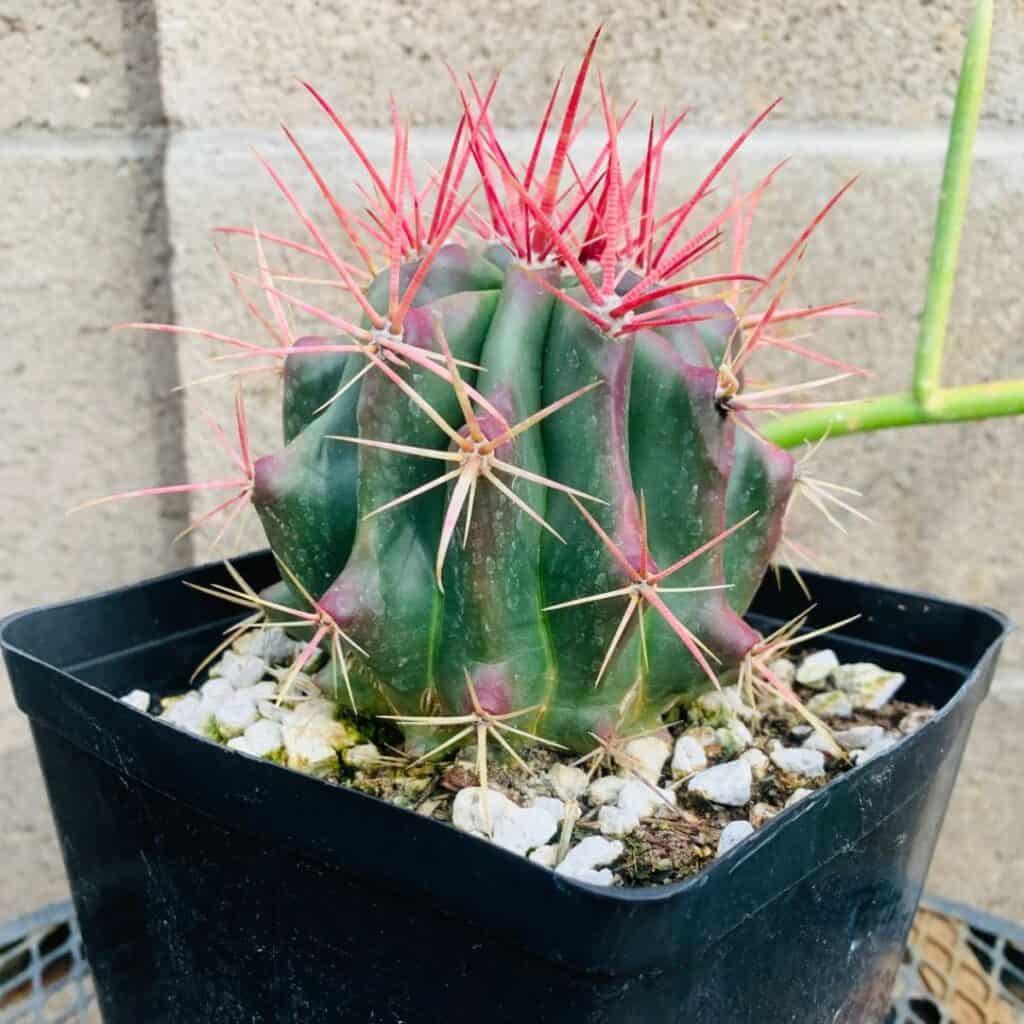 15 Fierce Ferocacti Varieties for Your Garden - Sublime Succulents