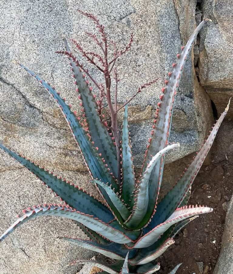 24 Amazing Aloe: Trees, Shrubs, and Groundcover, Oh my! - Sublime ...