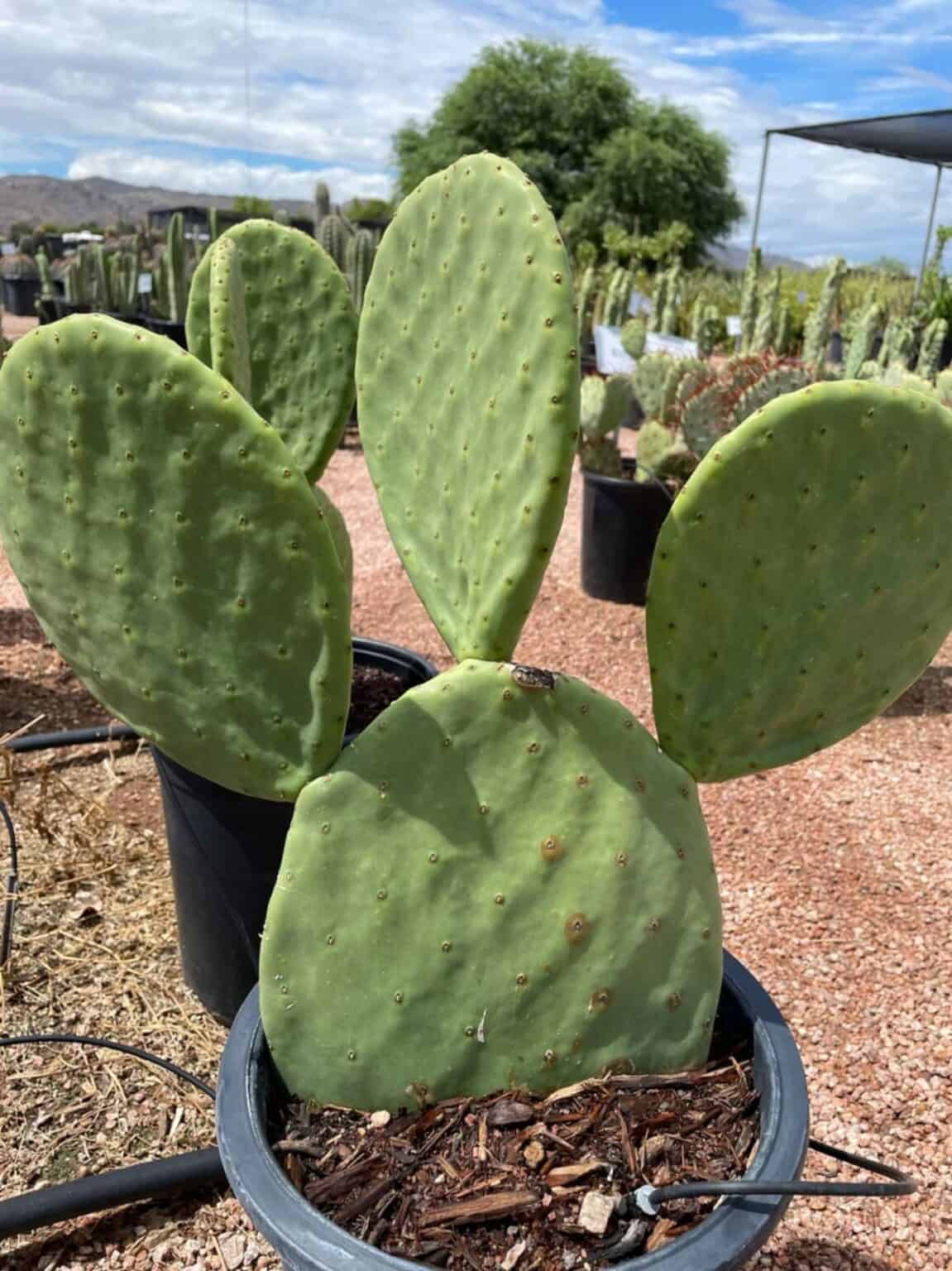 20 Types of Opuntias and Prickly Pears (Edible Succulents) - Sublime ...