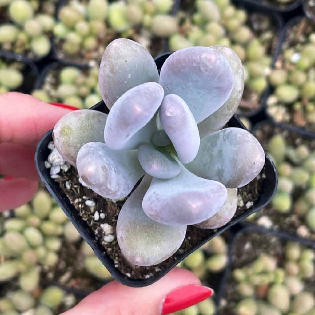 13 Pachyphytum Gems for Hanging or Rock Gardens - Sublime Succulents